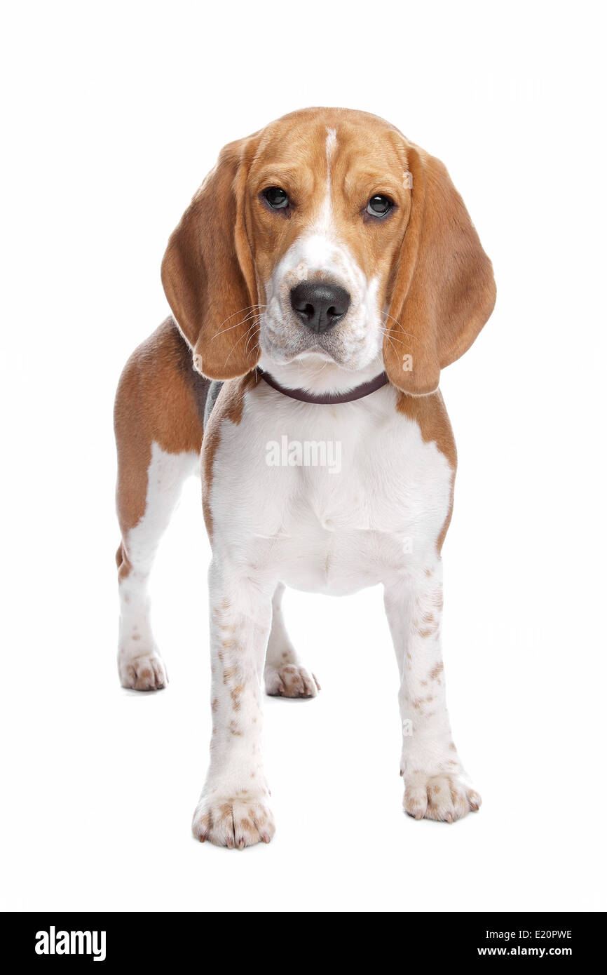 Perro beagle hi-res stock photography and images - Alamy