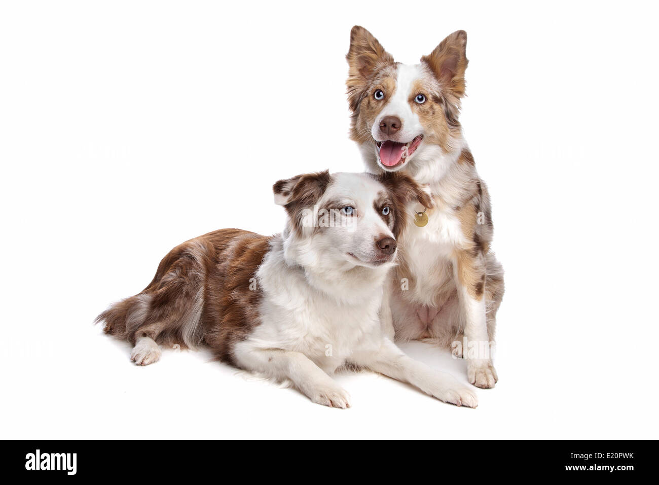 two border collie dogs Stock Photo - Alamy