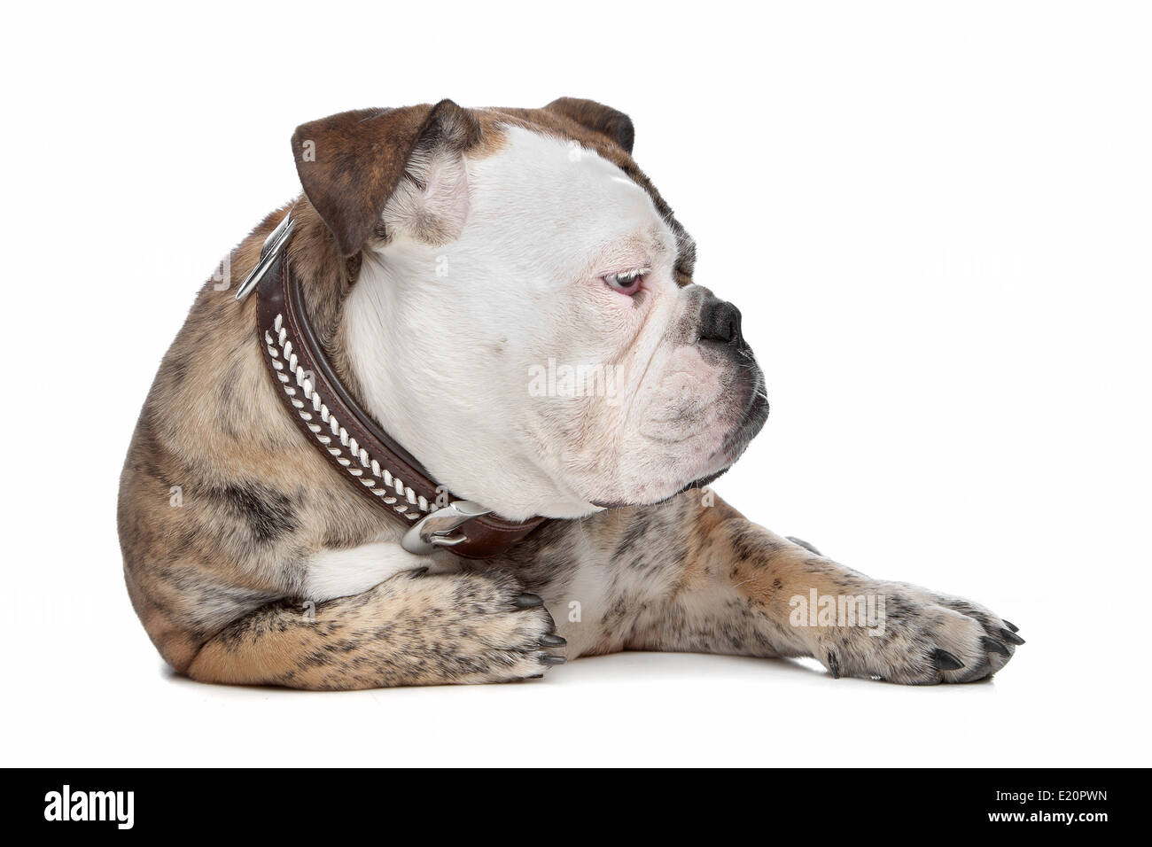 Brindle bulldog Cut Out Stock Images & Pictures - Alamy