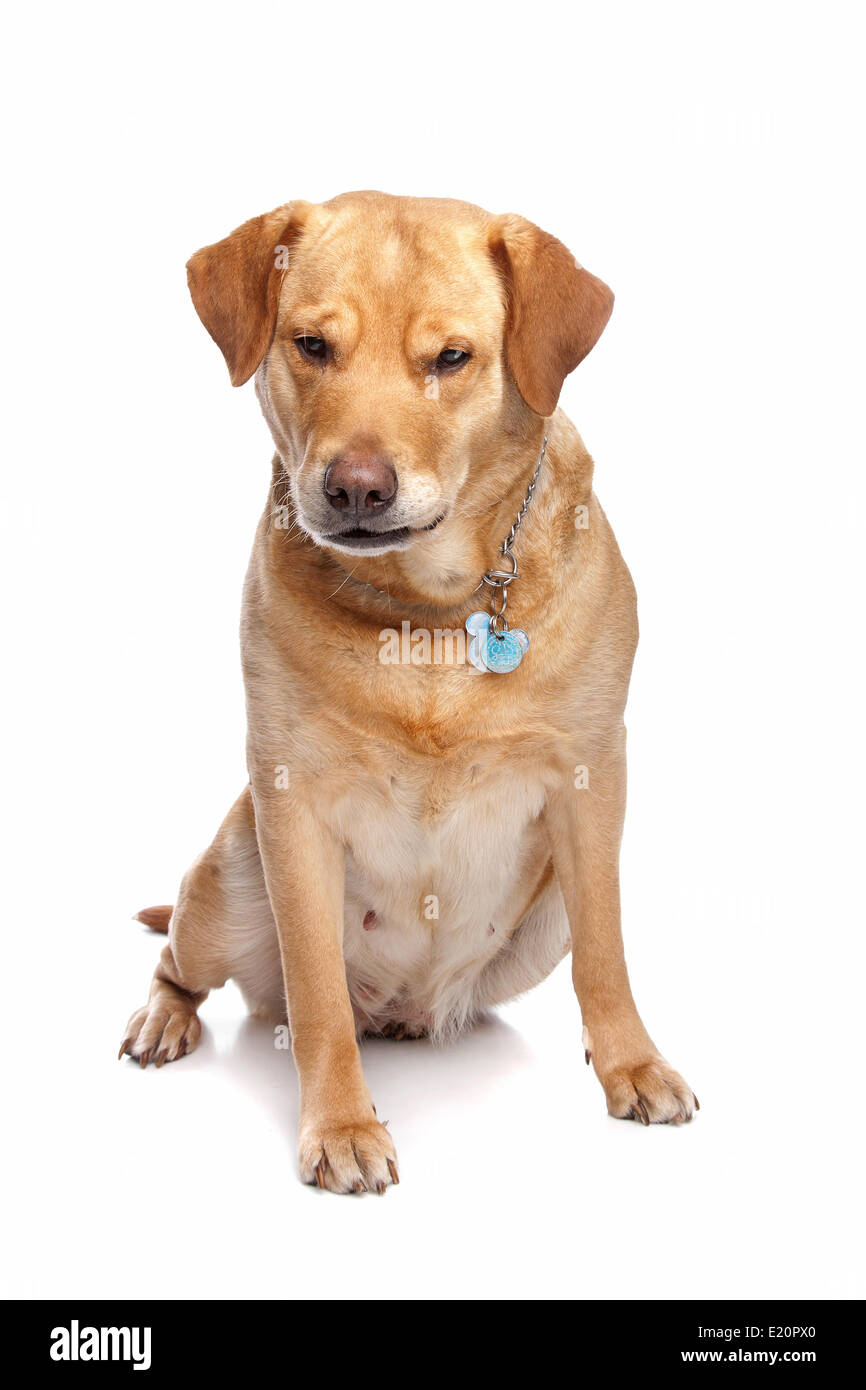 Chien labrador Cut Out Stock Images & Pictures - Alamy
