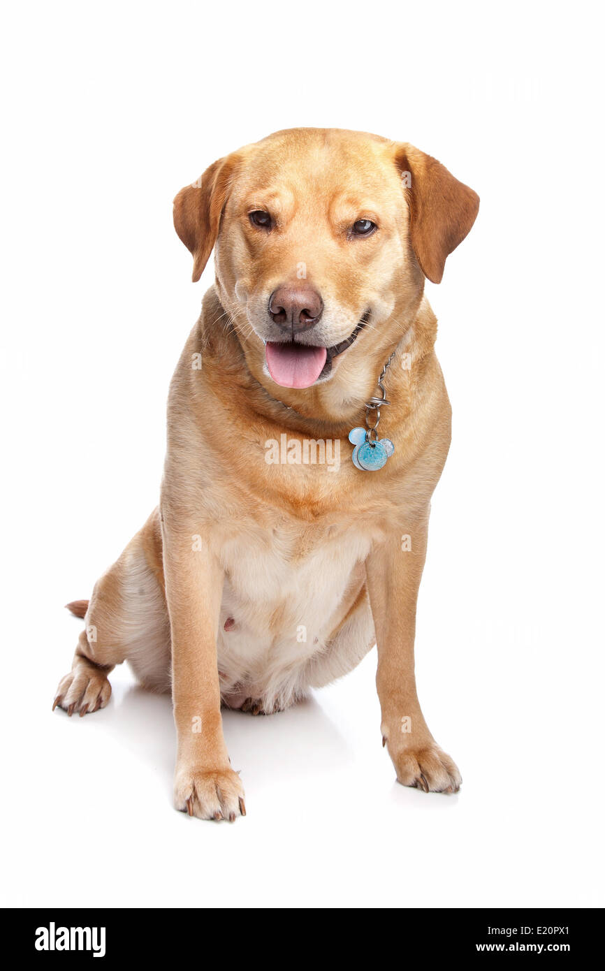 Perro labrador retriever Cut Out Stock Images & Pictures - Alamy