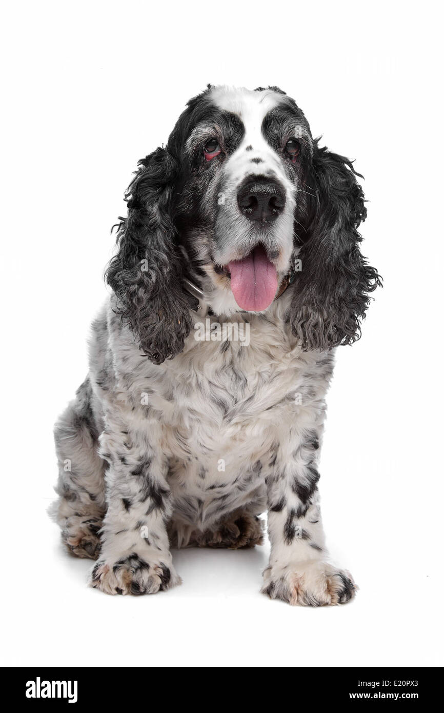 English Cocker Spaniel Stock Photo - Alamy