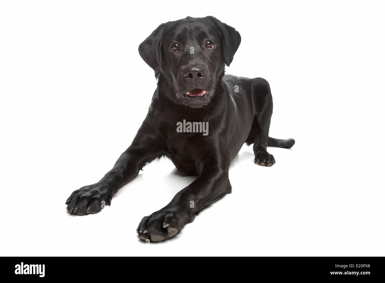 Perro labrador retriever Cut Out Stock Images & Pictures - Alamy