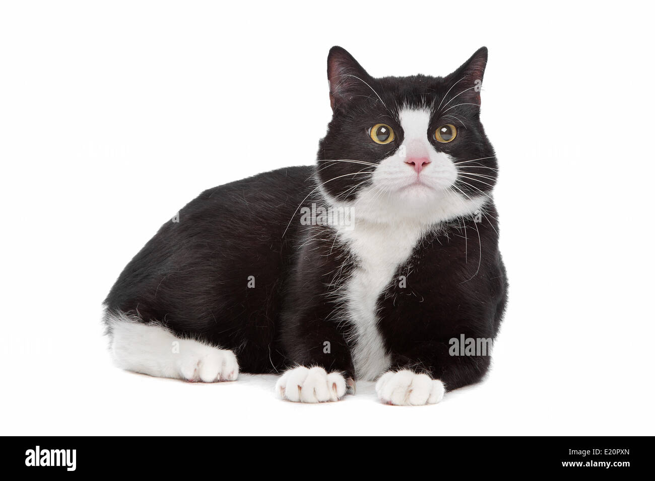 black and white cat Stock Photo - Alamy