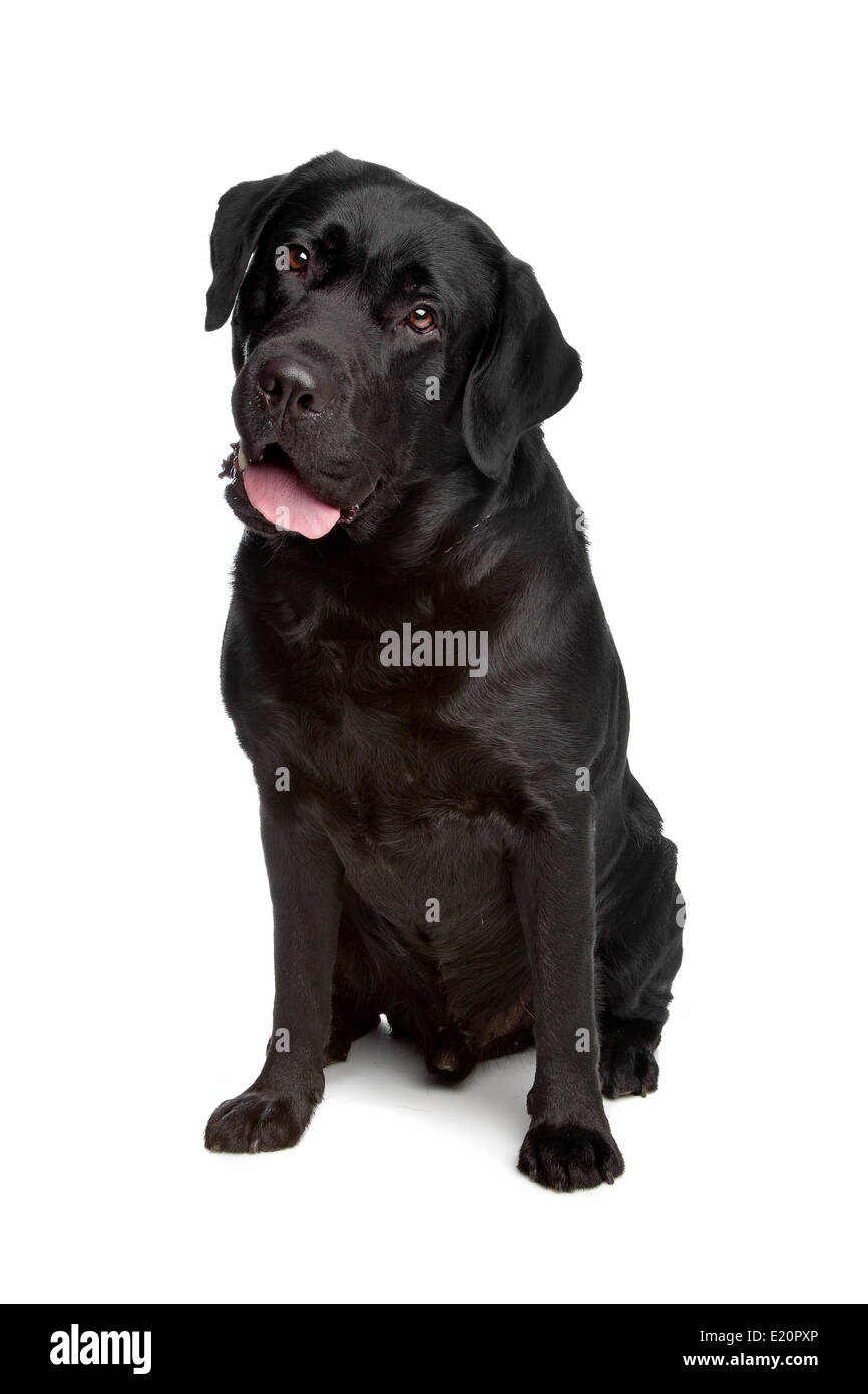 Black Labrador Gundog Cut Out Stock Images & Pictures - Alamy