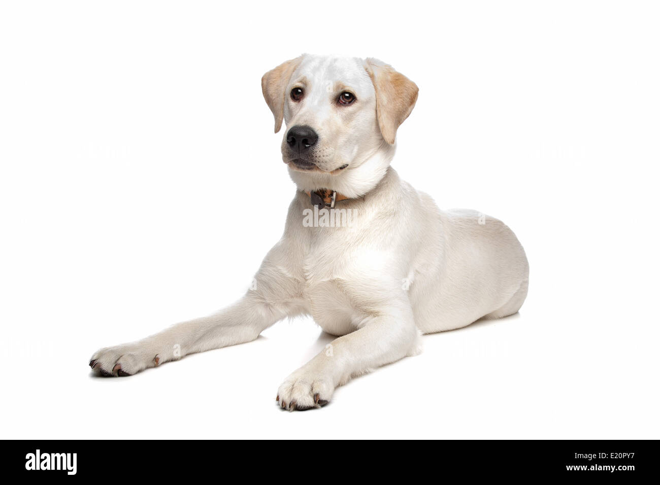 Labrador hund Cut Out Stock Images & Pictures - Alamy