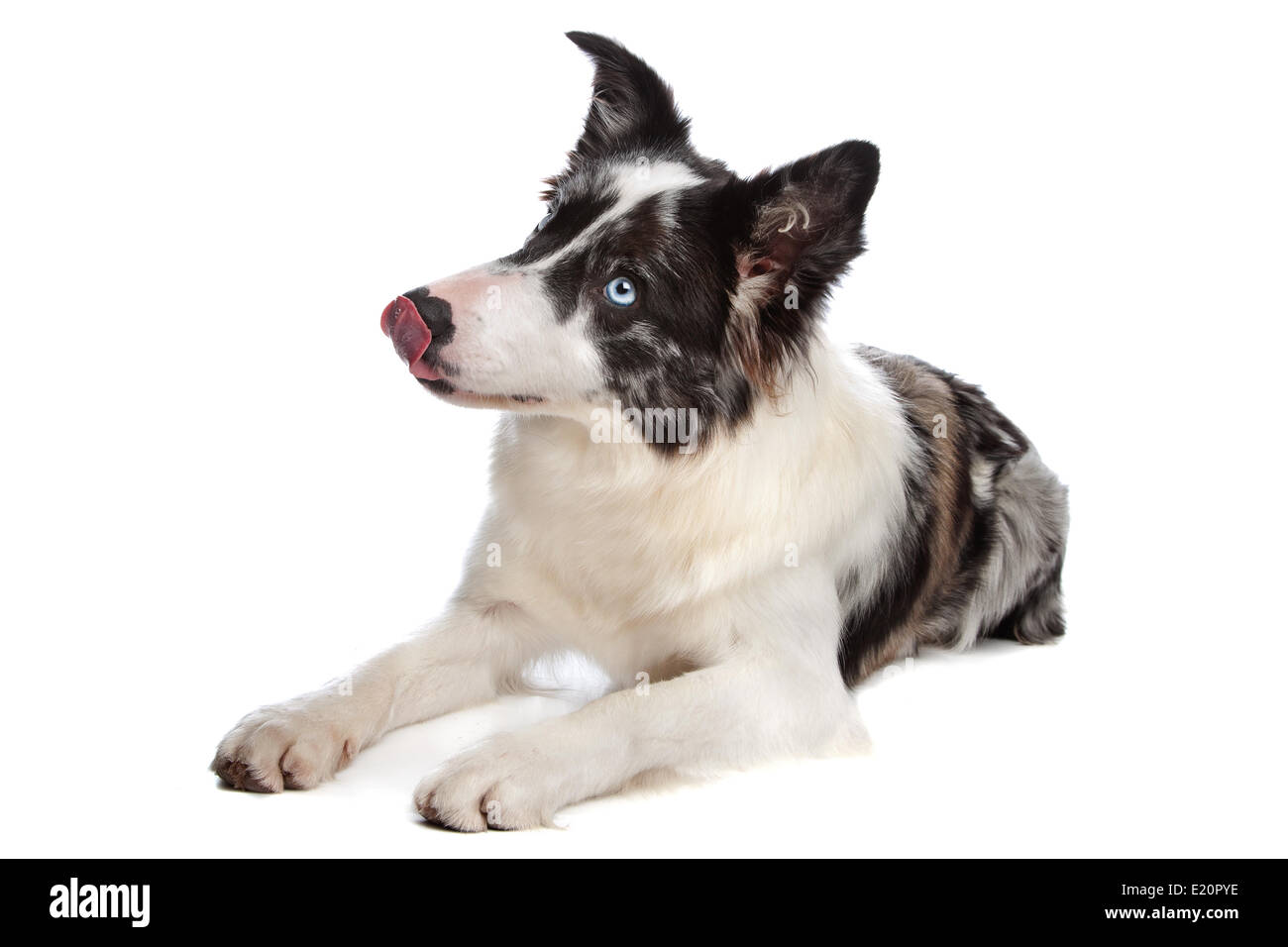 Border collie blue merle cane hi-res stock photography and images - Alamy