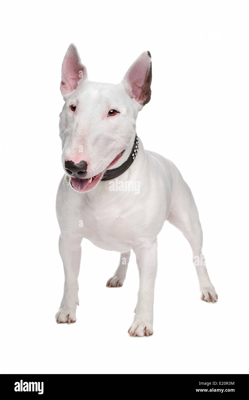 Pure white staffordshire bull terrier hi-res stock photography and ...