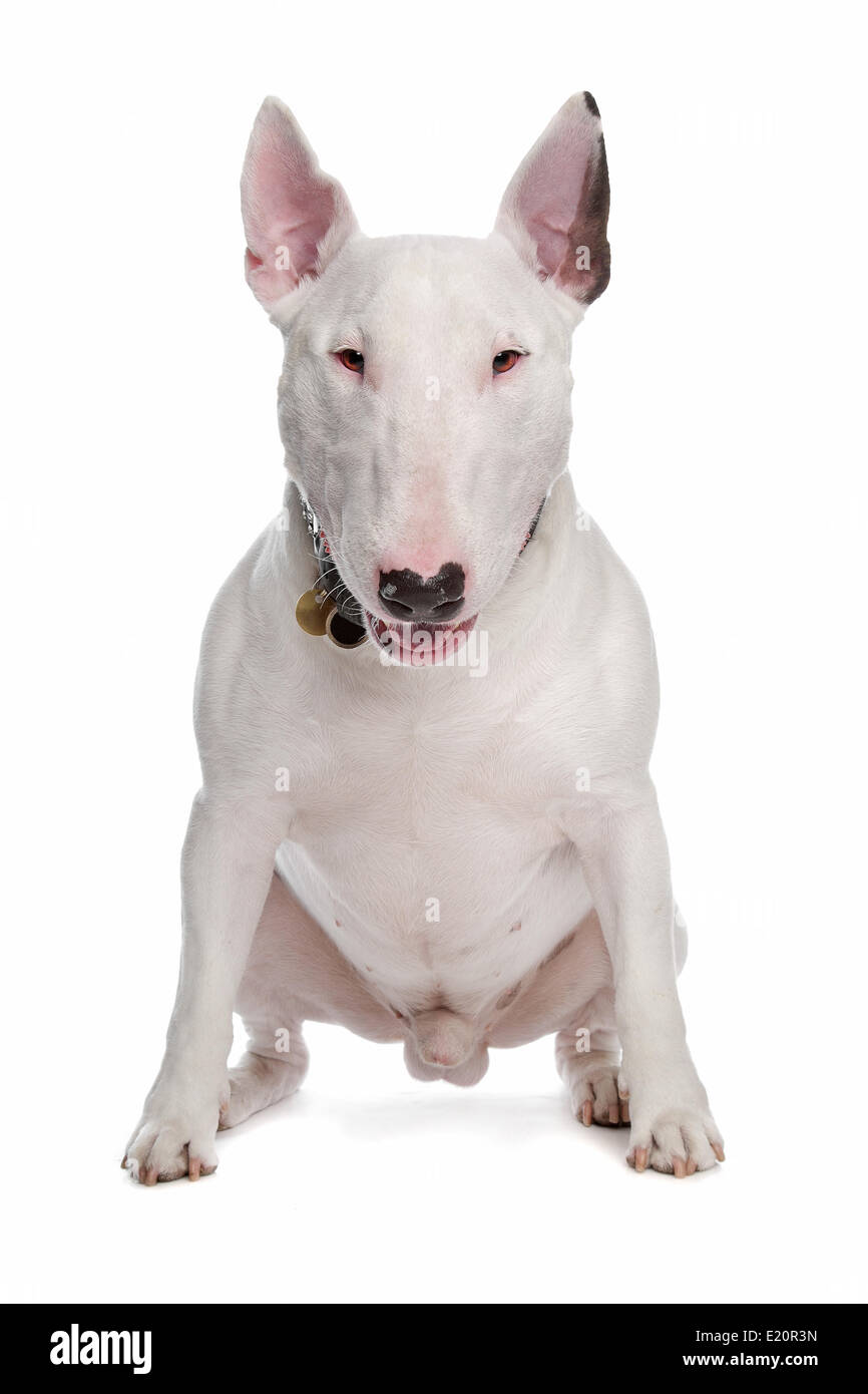 Pure white staffordshire bull terrier hi-res stock photography and ...