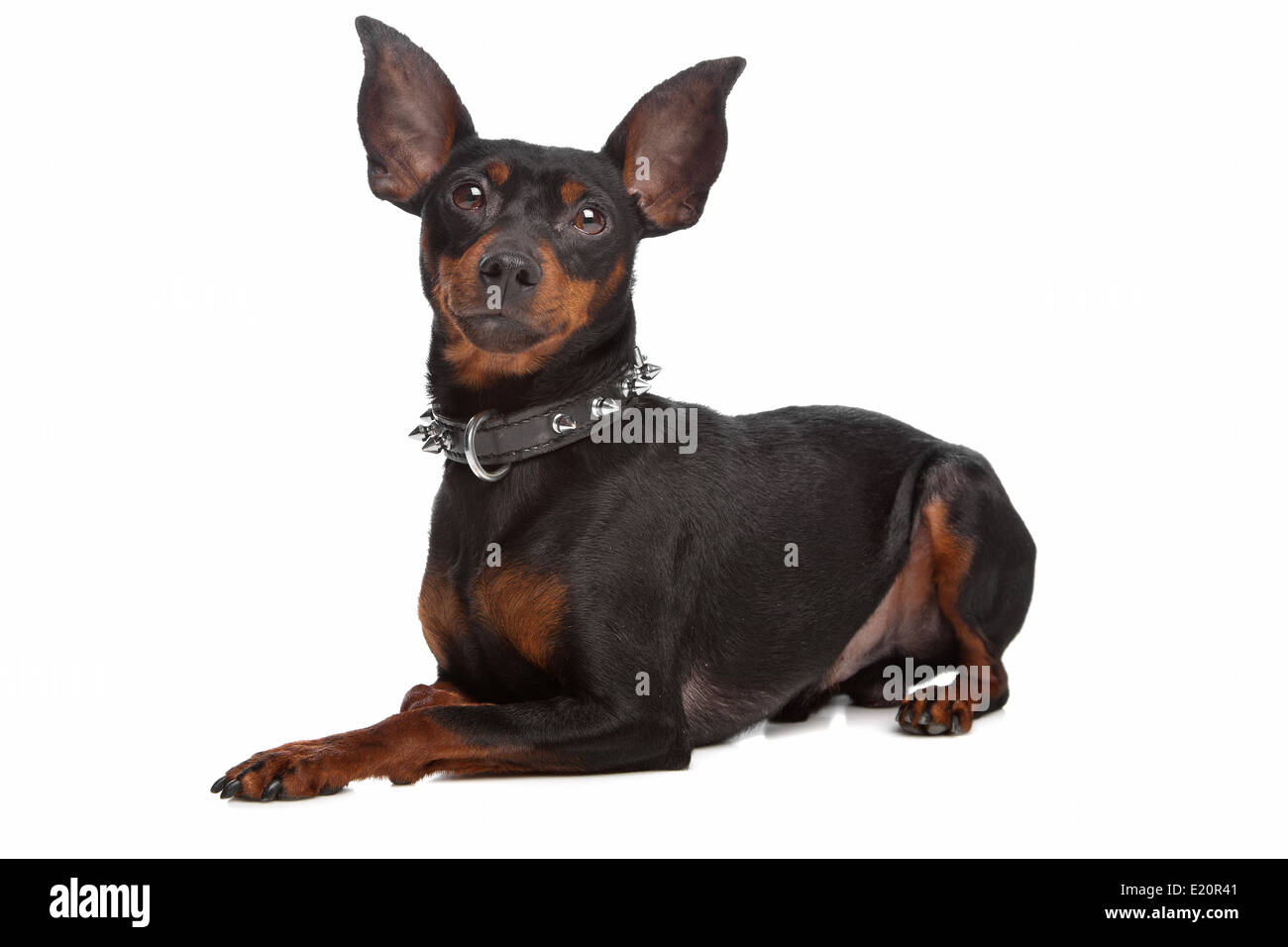 Zwergpinscher Cut Out Stock Images & Pictures - Alamy