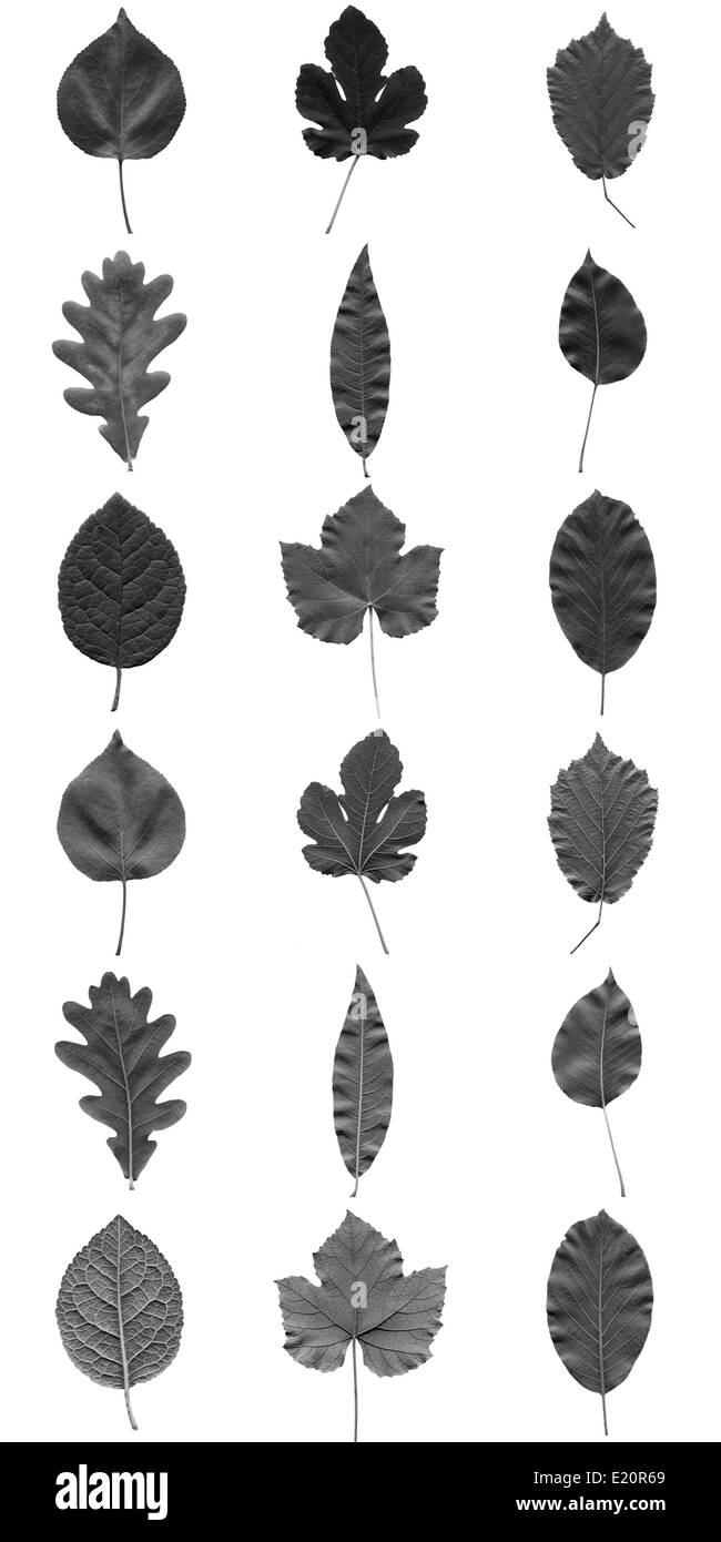 Green leaves fig leaves Black and White Stock Photos & Images - Alamy