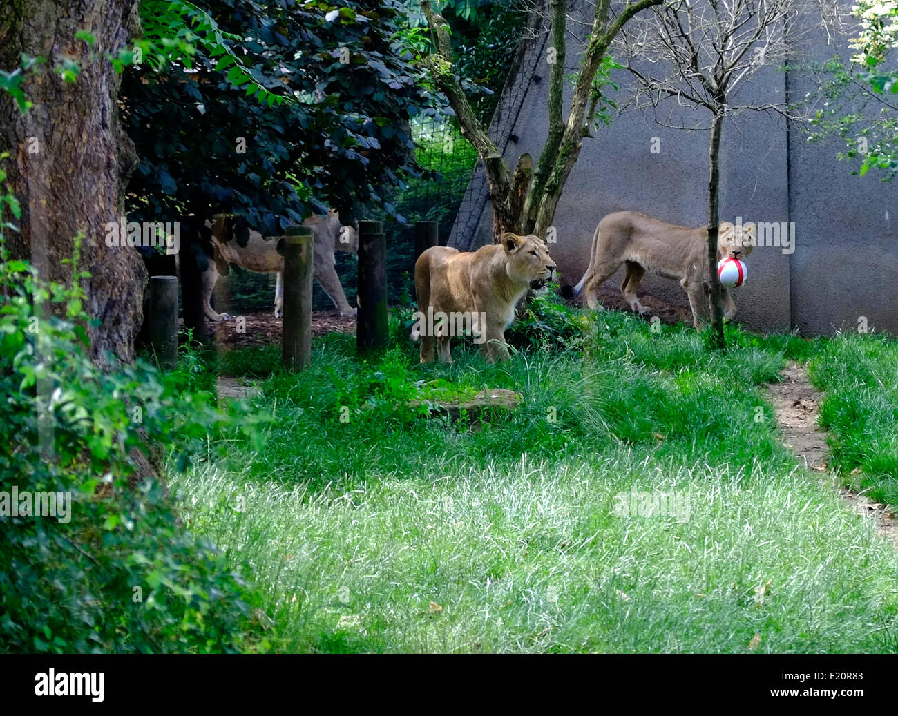 London zoo lions hi-res stock photography and images - Alamy