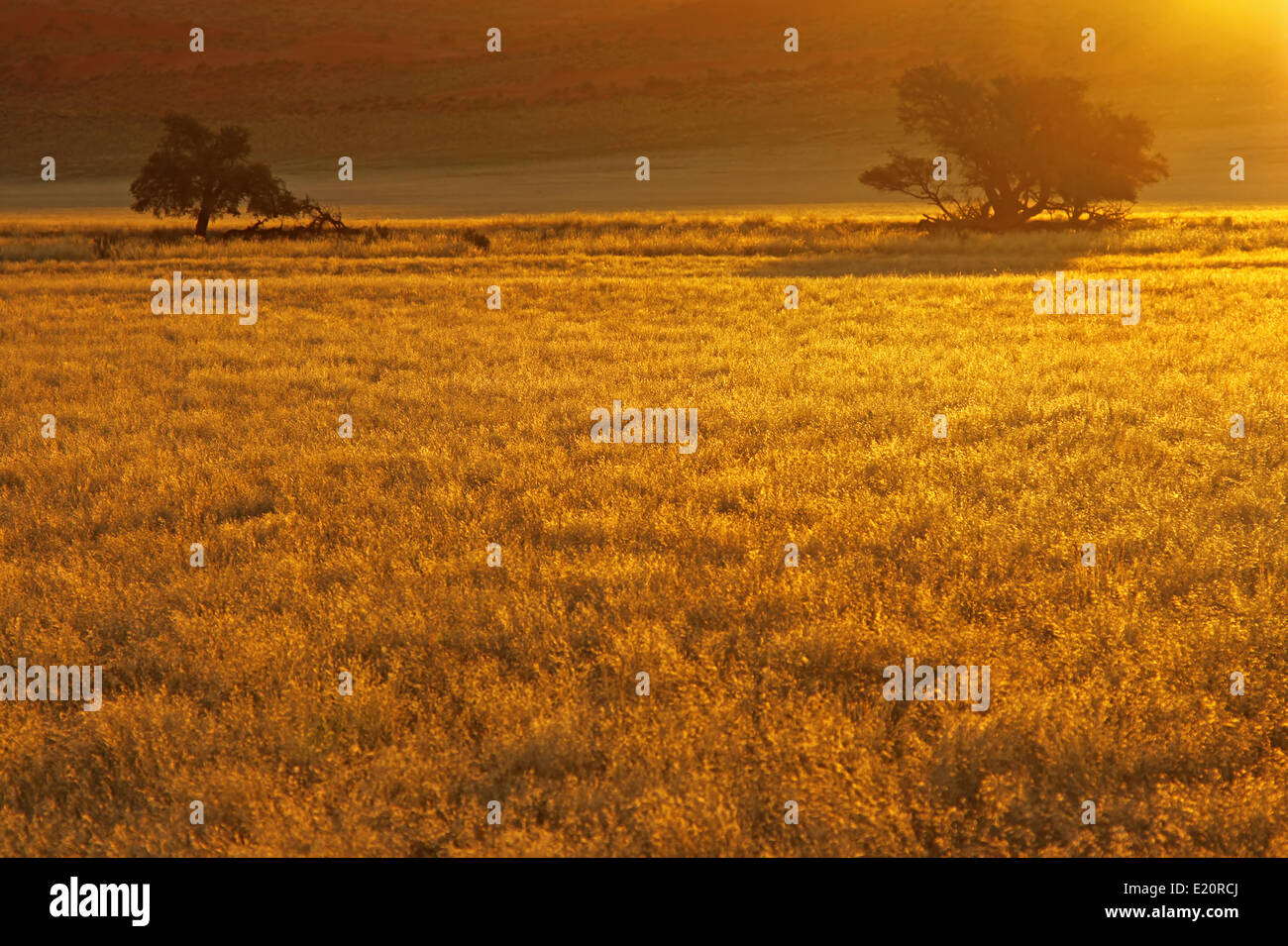 evening light in Namibia Stock Photo - Alamy