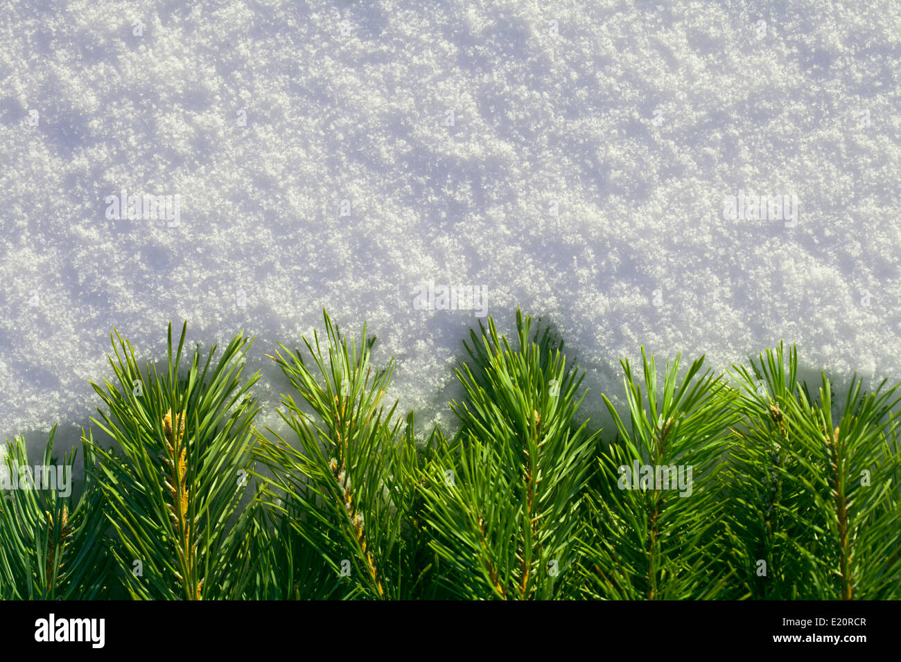 Snow on seed hi-res stock photography and images - Alamy