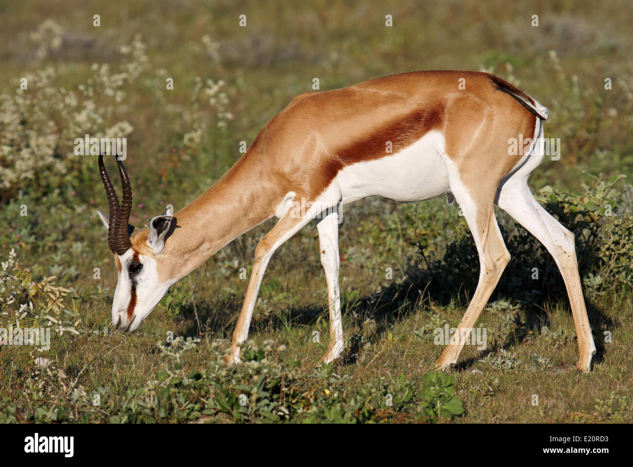 Springbock, Etosha, Namibia Stock Photo - Alamy