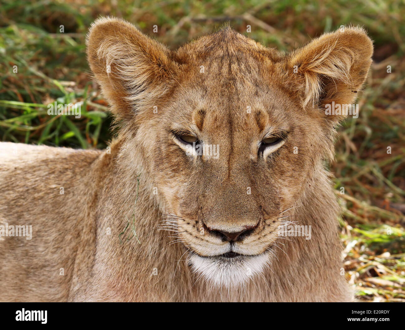 Leo der lowe hi-res stock photography and images - Alamy