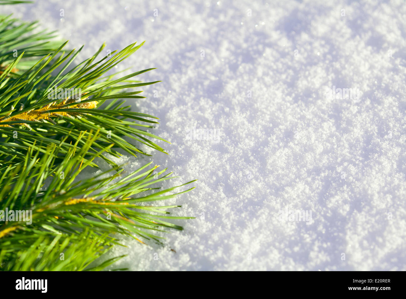 Snow on seed hi-res stock photography and images - Alamy