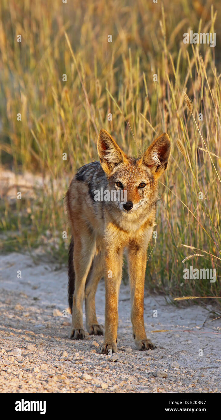 black-backed Jackal, Namibia Stock Photo - Alamy