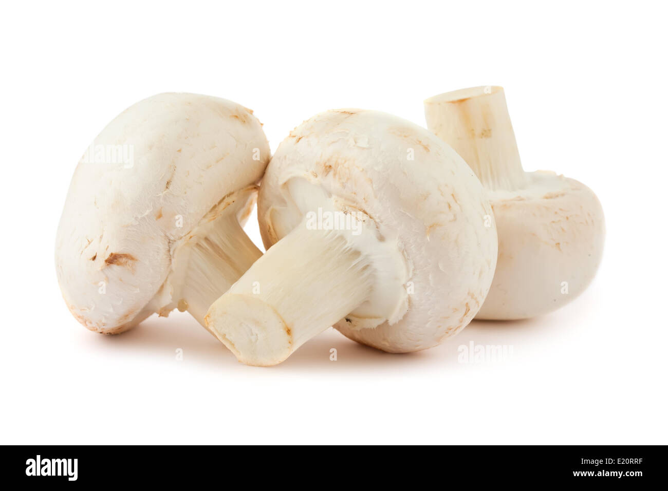 Three fungus hi-res stock photography and images - Alamy