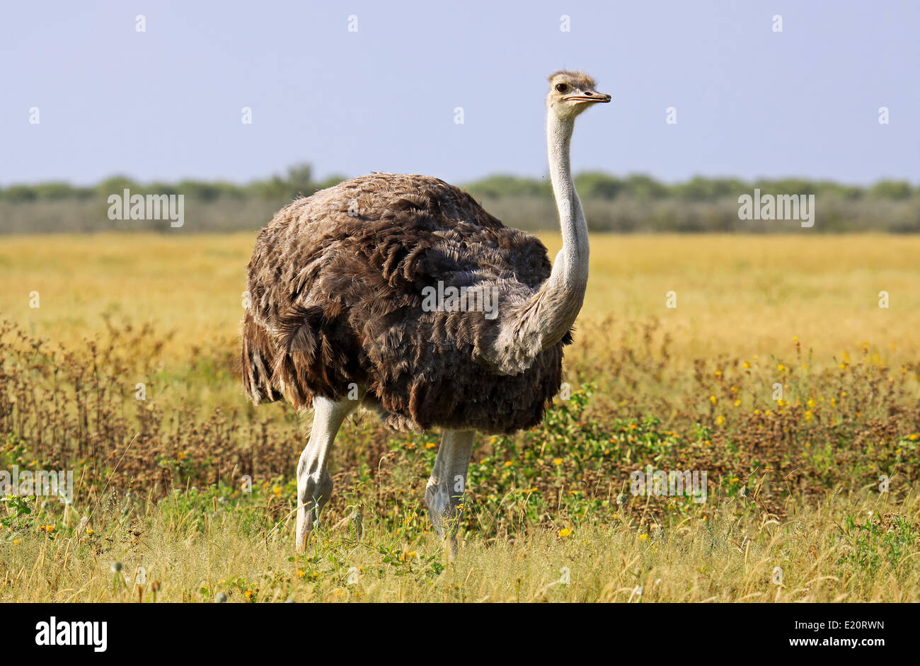 Ostrich, Struthio camelus Stock Photo - Alamy