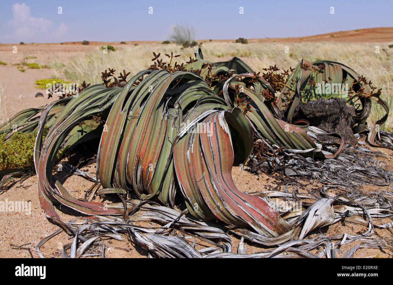 Welwitschia Mirabilis, Namibia Stock Photo - Alamy