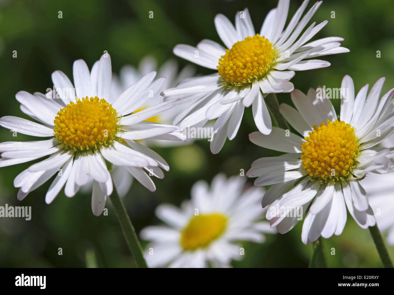 Rasenblume hi-res stock photography and images - Alamy