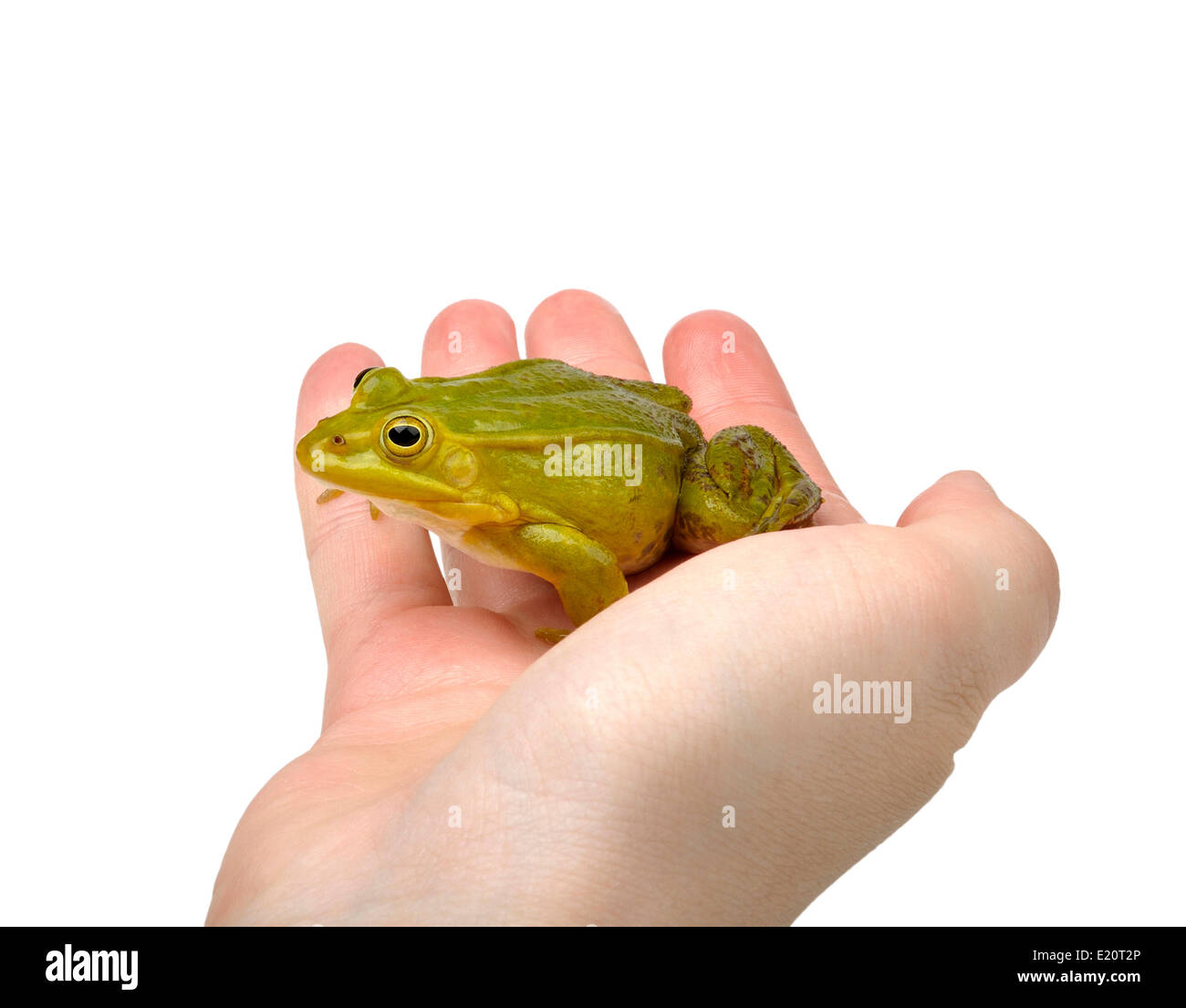 frog on hand Stock Photo - Alamy