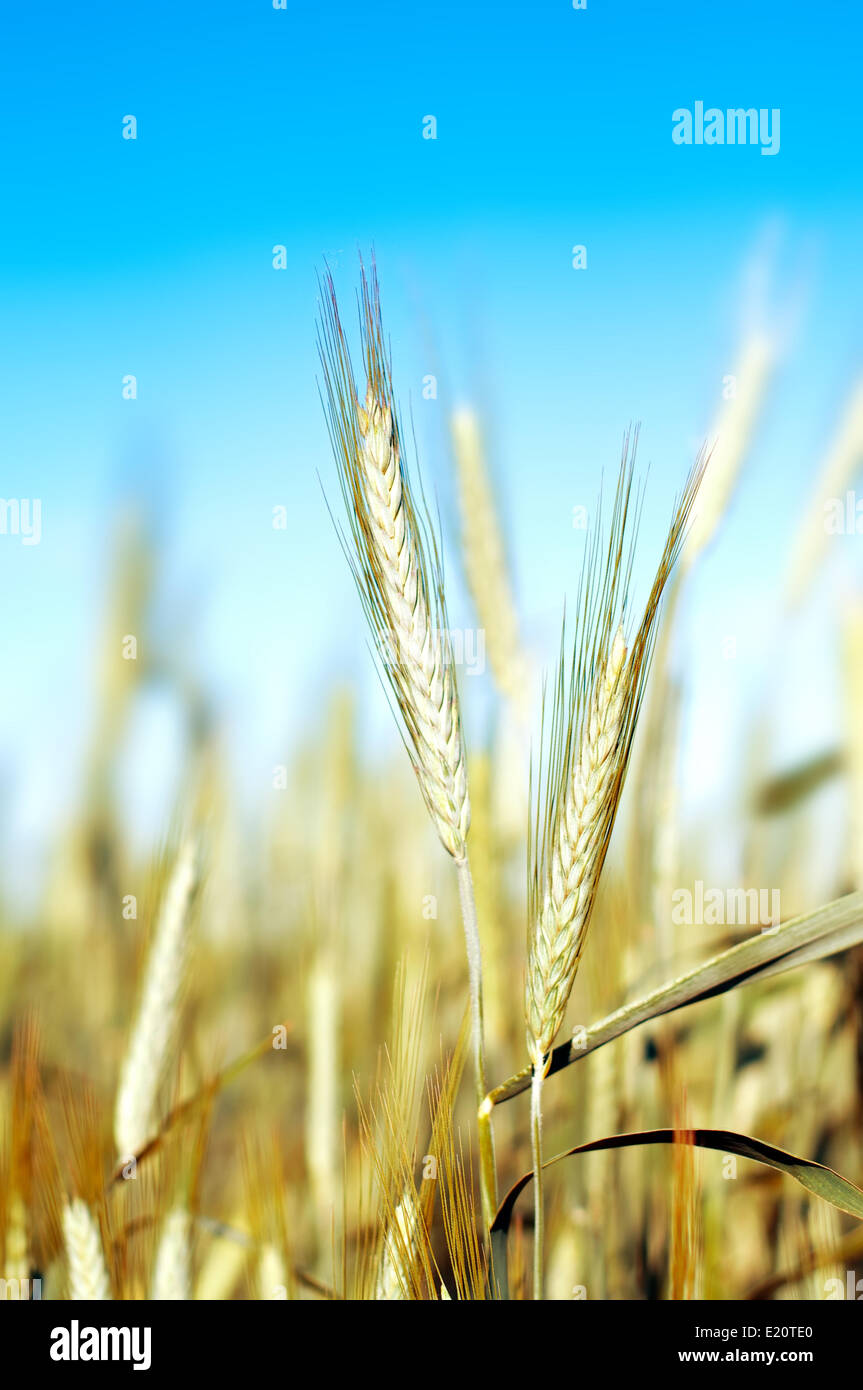 wheat over blue sky Stock Photo - Alamy
