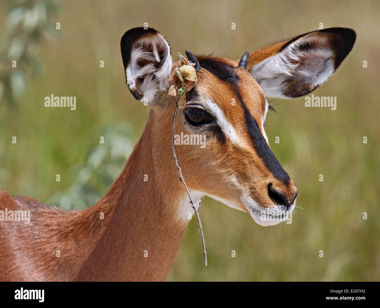 young impala, Namibia Stock Photo - Alamy