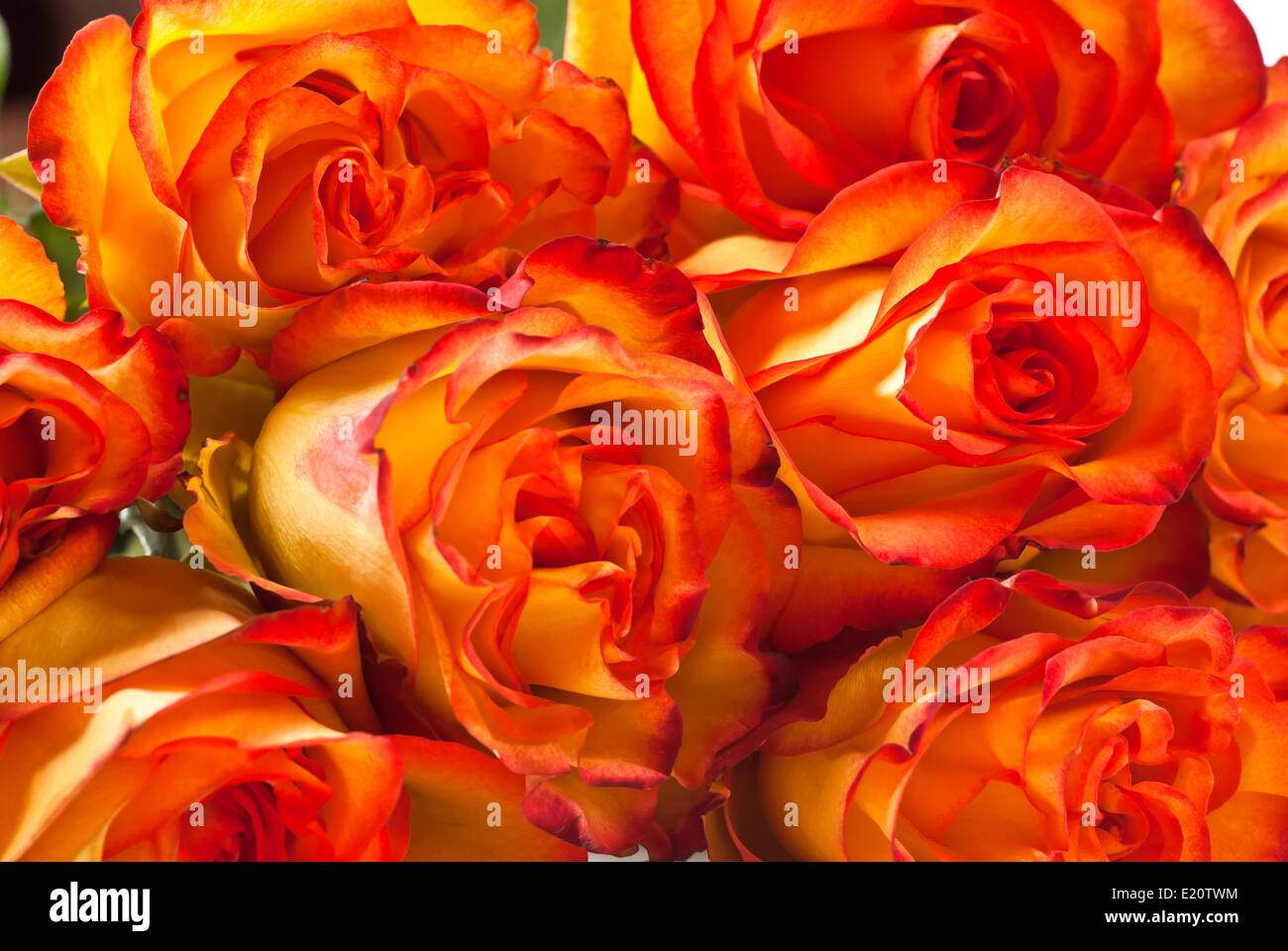 Roses cut out hi-res stock photography and images - Alamy