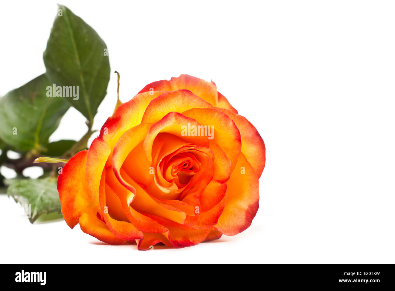 One rose hi-res stock photography and images - Alamy