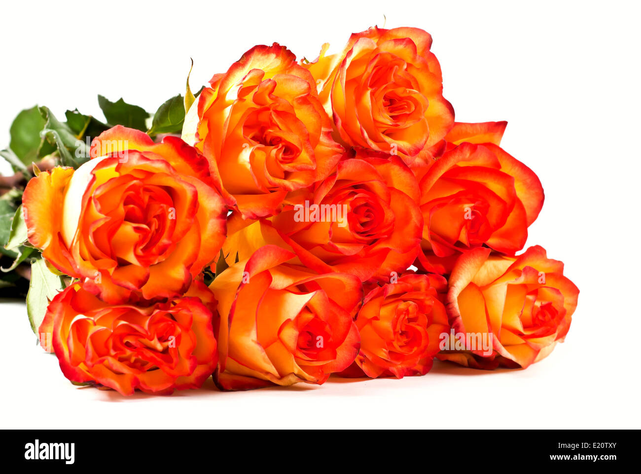 Roses on white Stock Photo - Alamy
