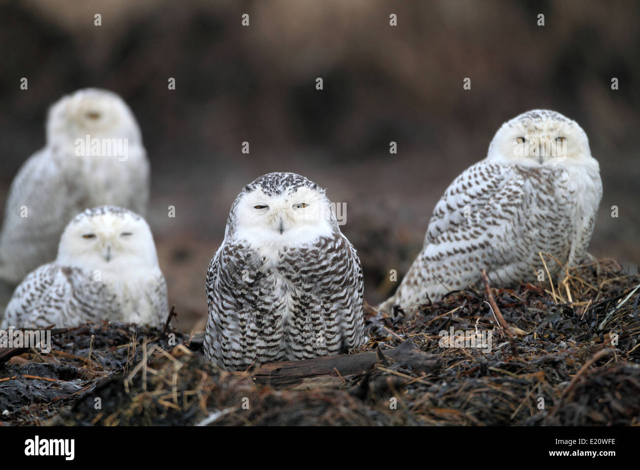 Tundra owl hi-res stock photography and images - Alamy