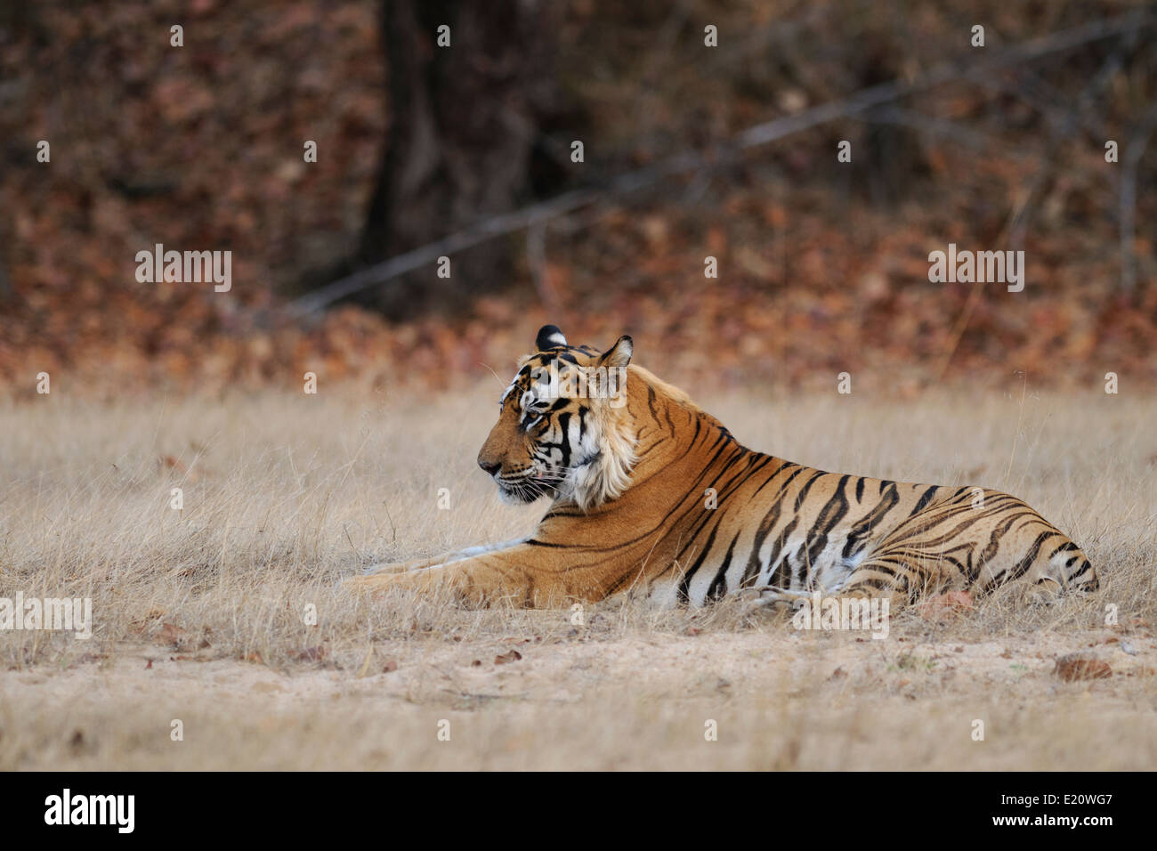 Male tiger Bamera on a summer morning in Bandhavgarh Tiger Reserve ...