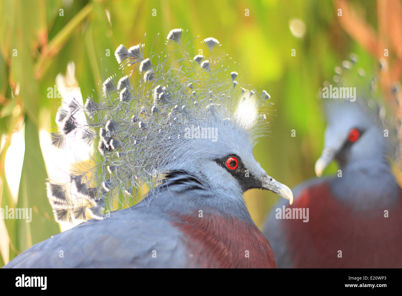 Victoria Crowned Pigeon Stock Photo - Alamy