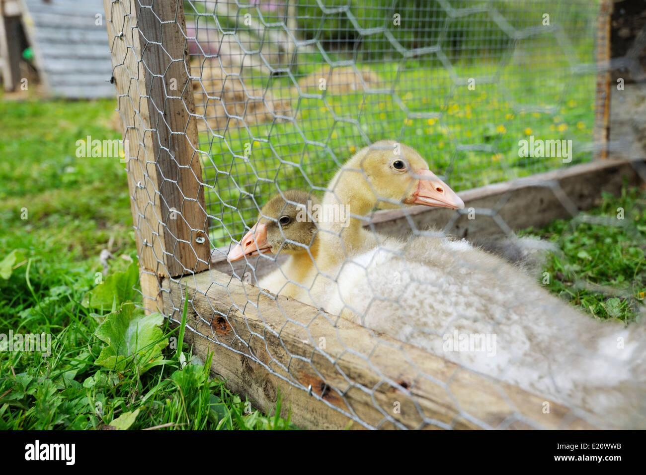 Baby geese goslings hi-res stock photography and images - Alamy