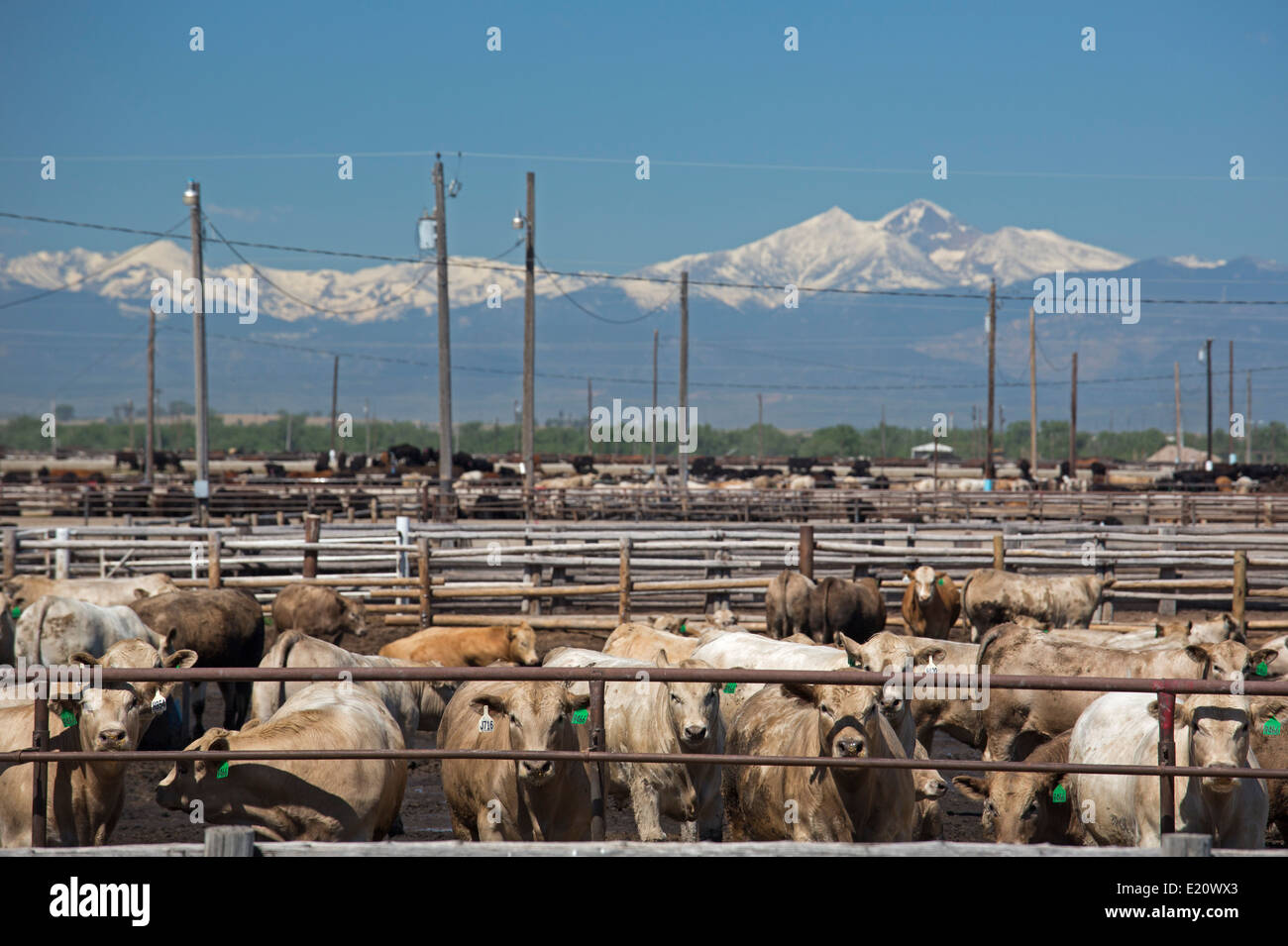 Greeley, Colorado - Cattle in a feedlot below the Rocky Mountains Stock ...