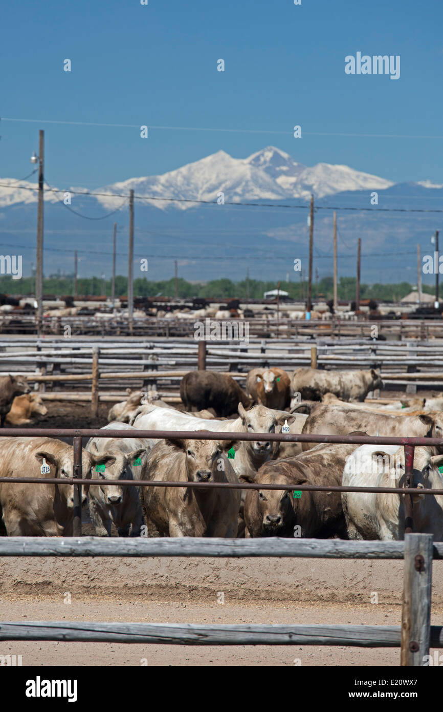 Greeley, Colorado - Cattle in a feedlot below the Rocky Mountains Stock ...