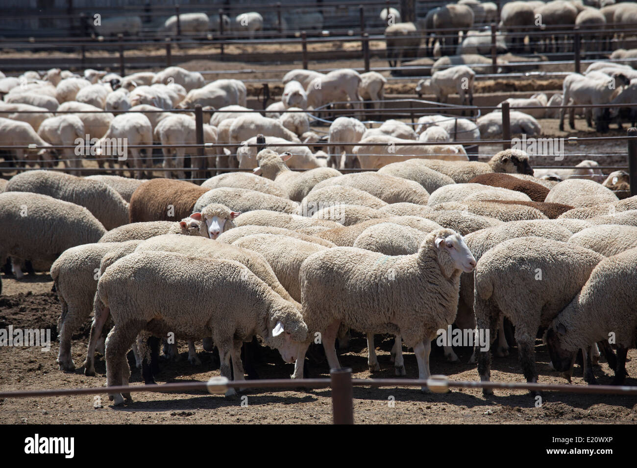 Greeley colorado farm hi-res stock photography and images - Alamy