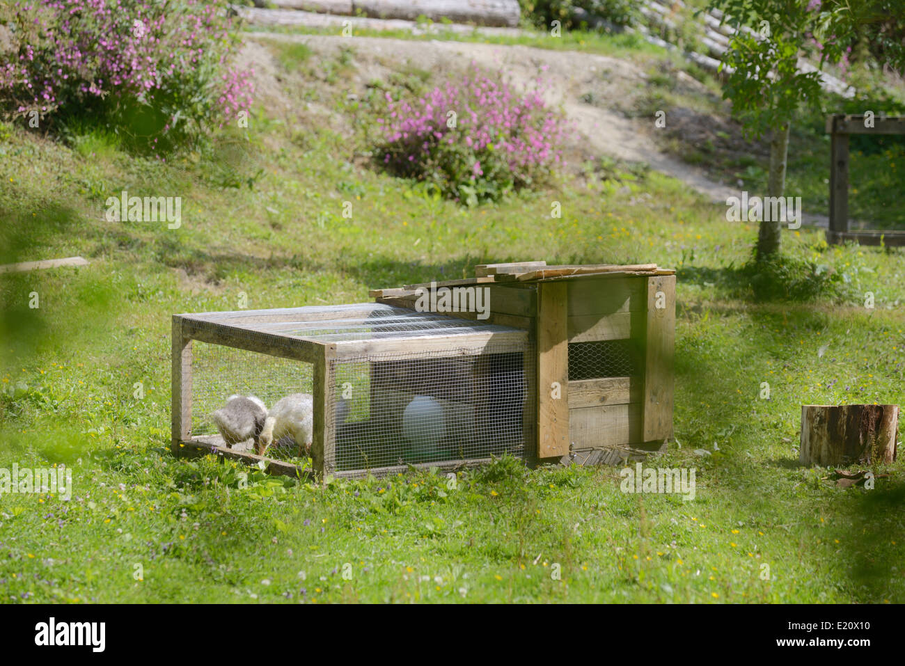 Young geese, goslings on grass range in a moveable timber and weldmesh ...