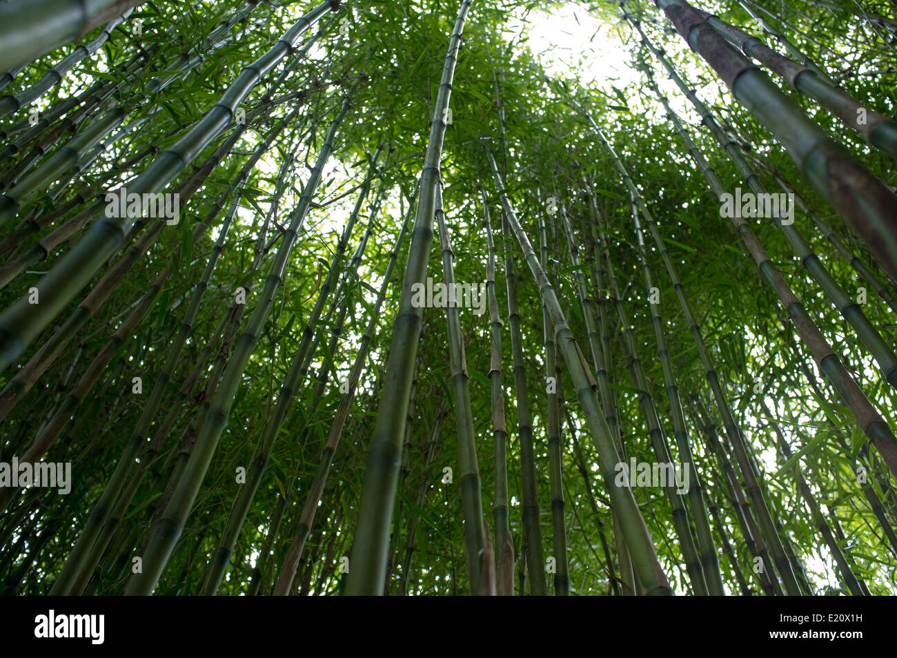 Bamboo reaching upwards Stock Photo - Alamy