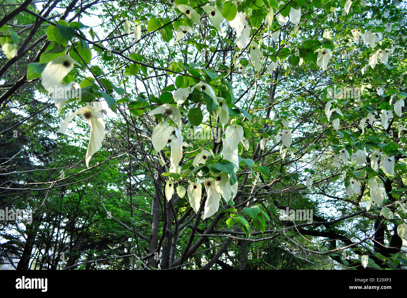 Handkerchief tree blooming Stock Photo - Alamy