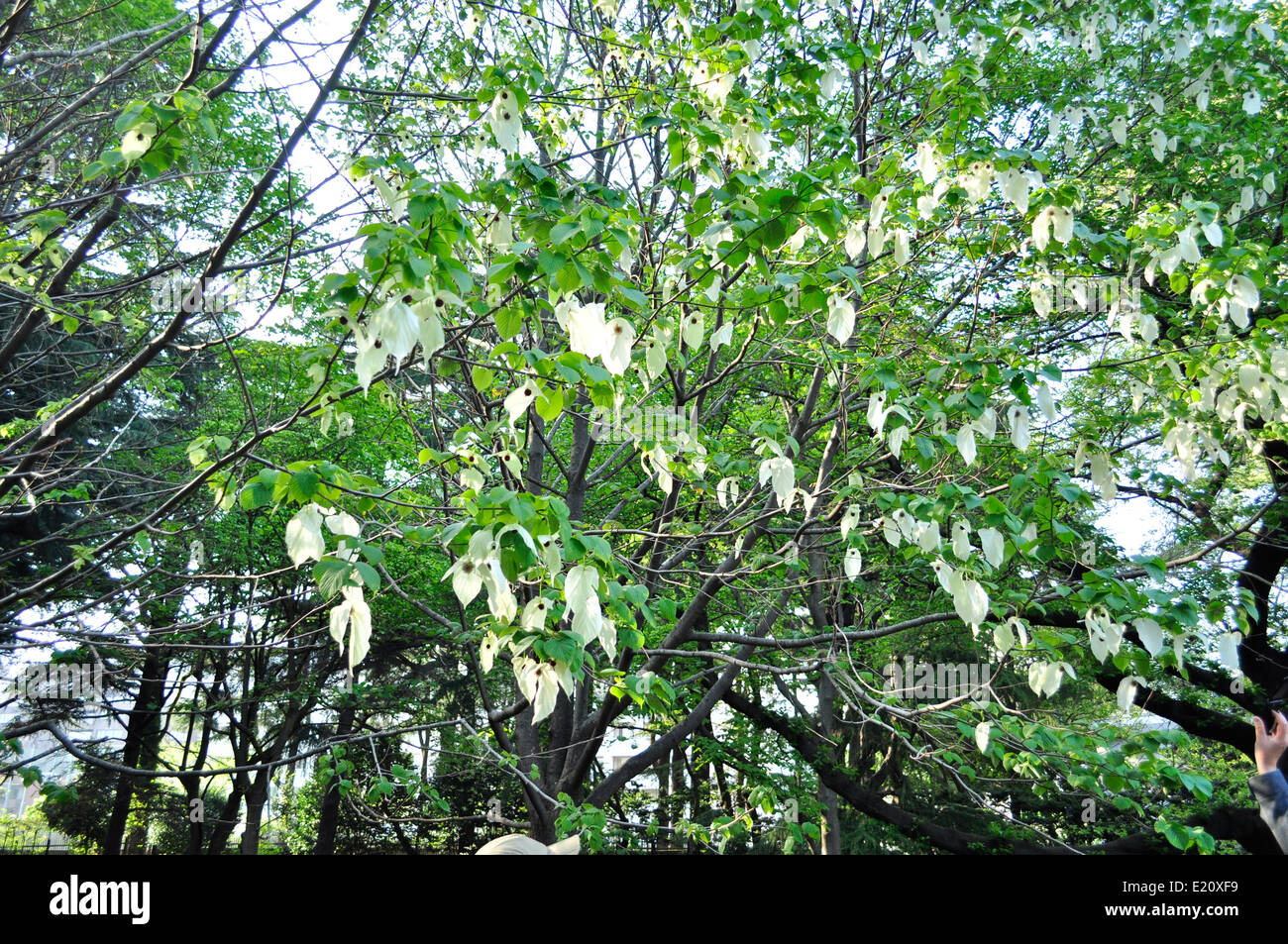 Handkerchief tree blooming Stock Photo - Alamy