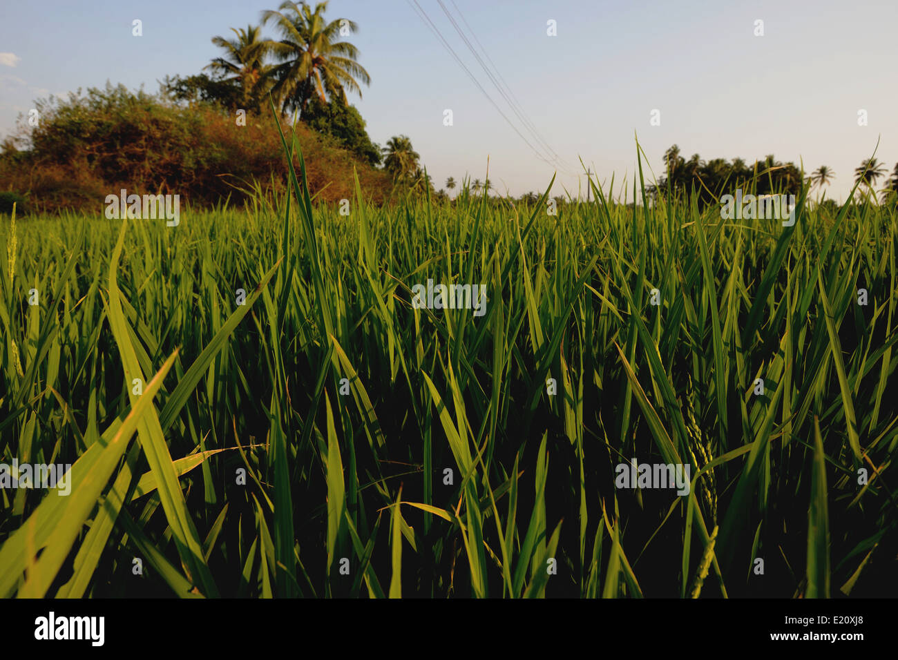 Goa rural hi-res stock photography and images - Alamy