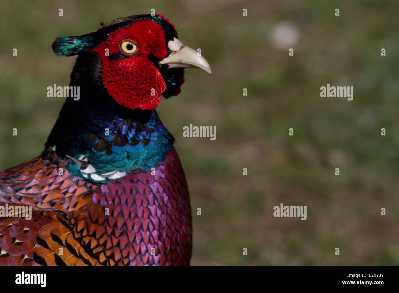 Common Pheasant (male Stock Photo - Alamy