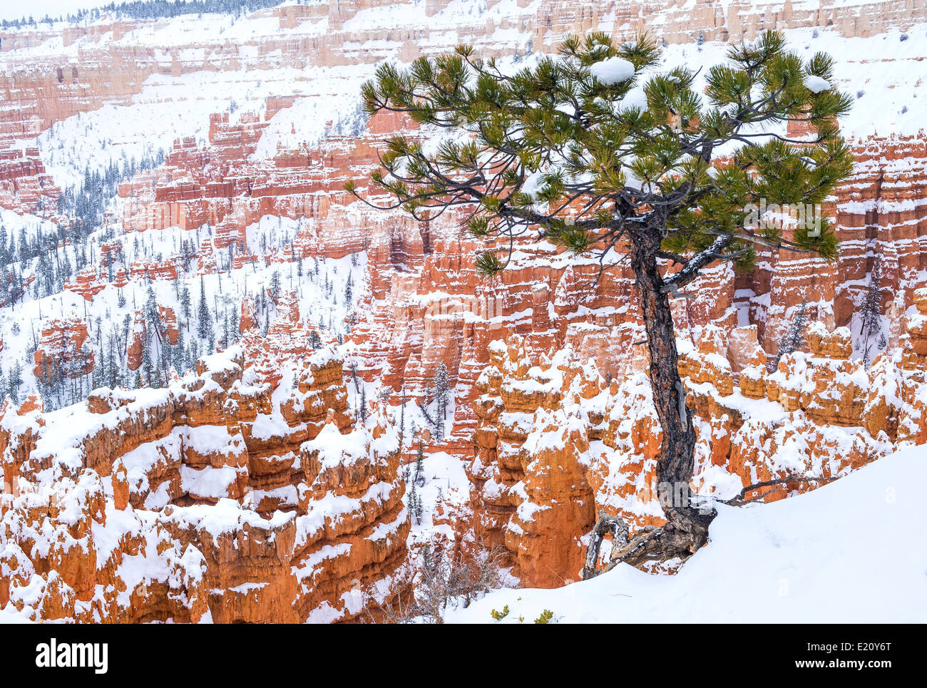 Bryce Canyon National Park, Utah in snow Stock Photo - Alamy