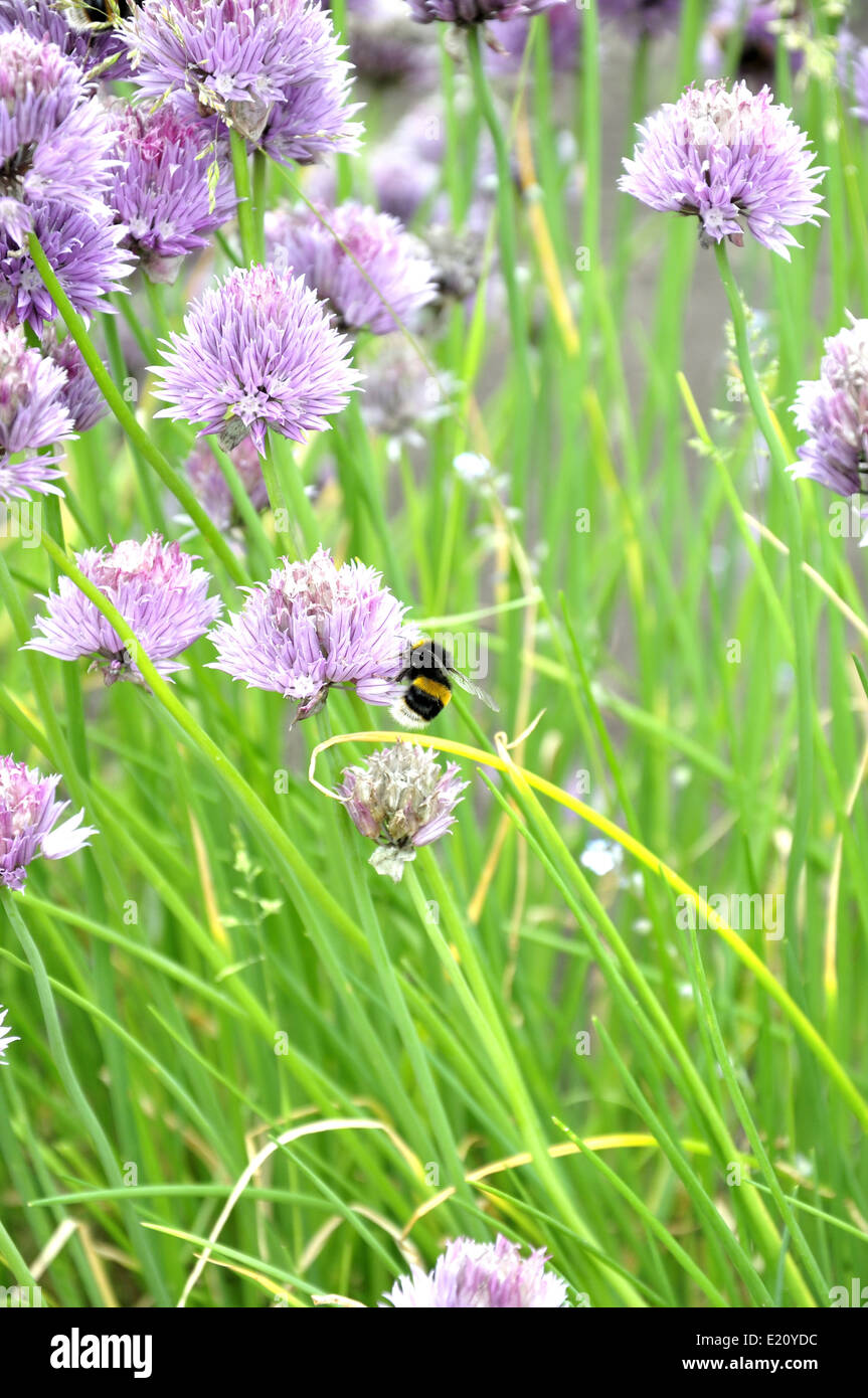 bumblebee on flower Stock Photo - Alamy
