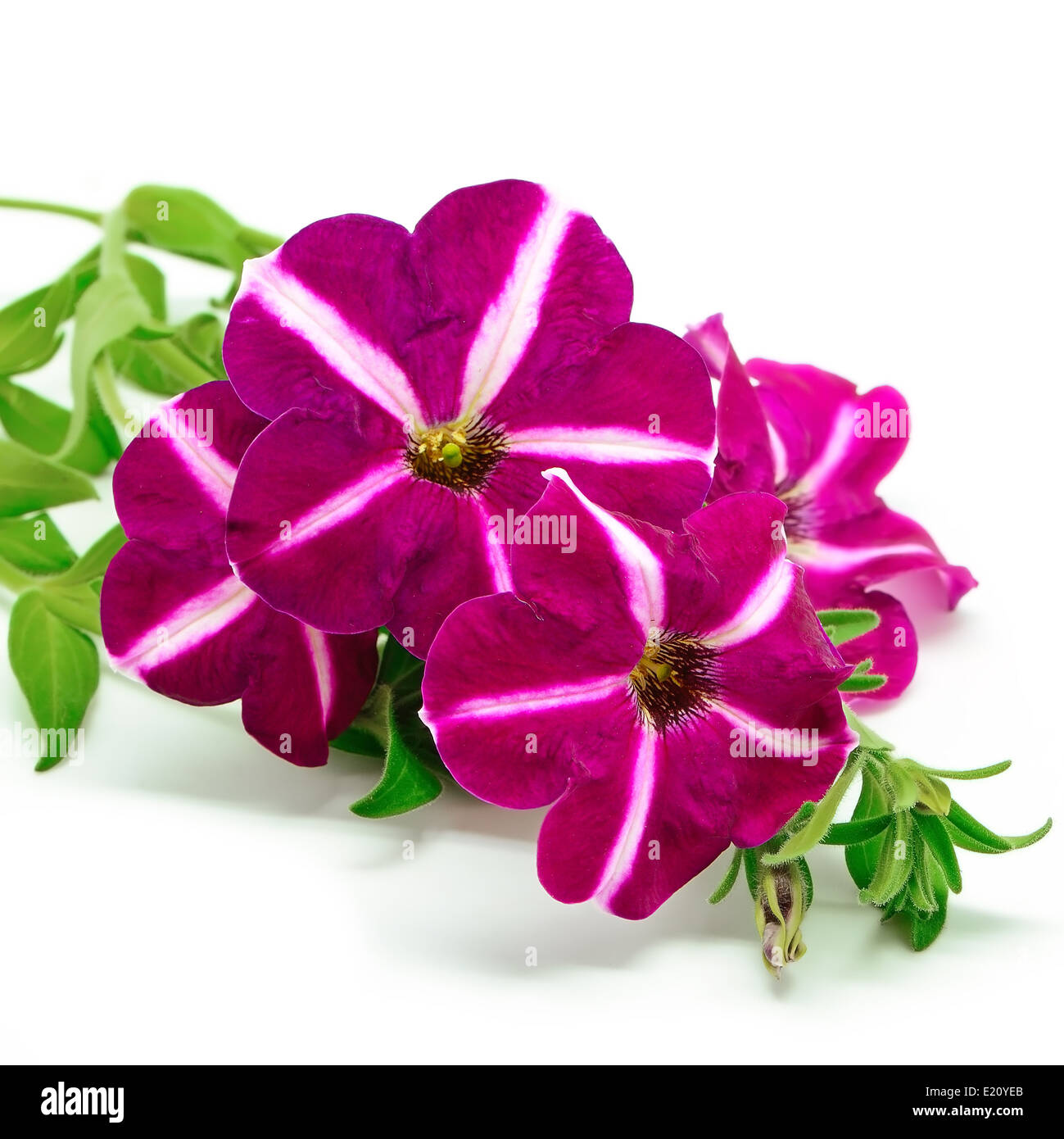 Petunia flower hi-res stock photography and images - Alamy