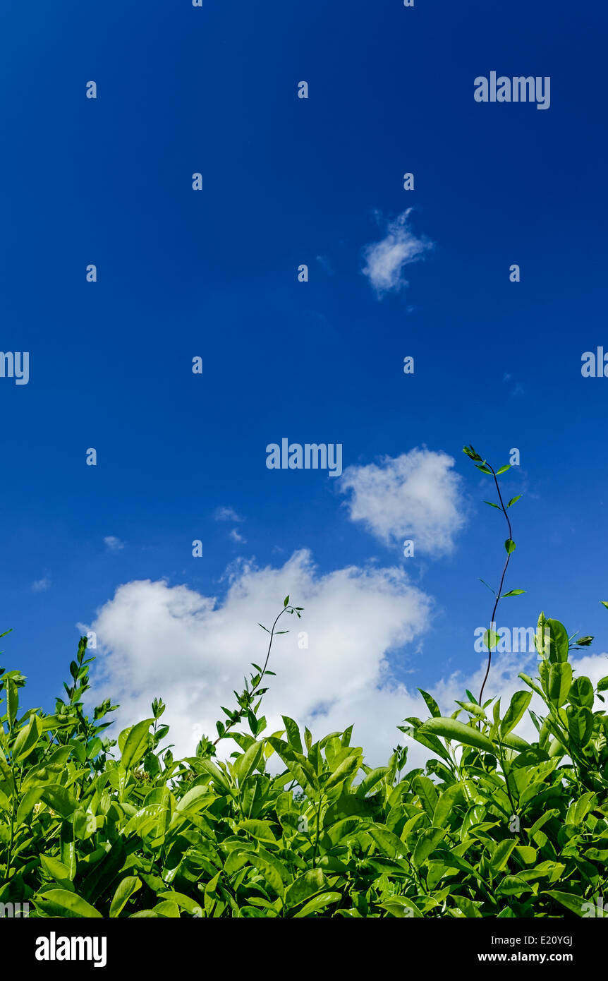 Blue sky with white clouds and top of hedge at lower edge; portrait ...