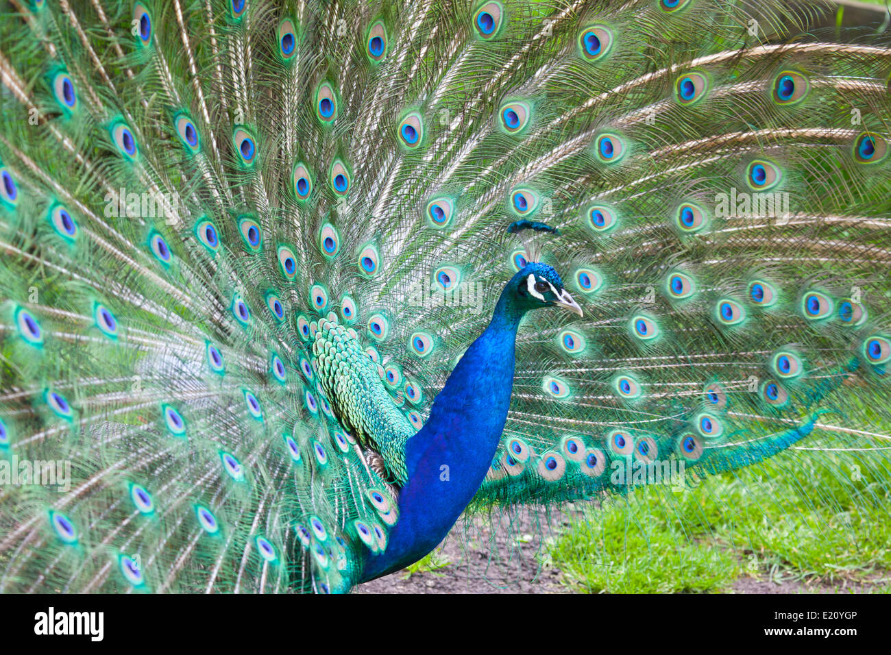 Indian blue peafowl hi-res stock photography and images - Alamy